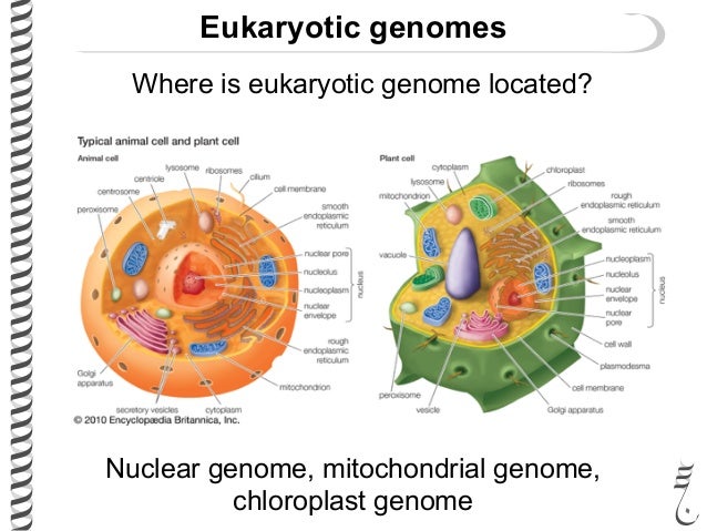 281 lec7 genome_organization