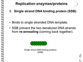 281 lec9 elements_ofreplication | PDF | Chemistry | Science