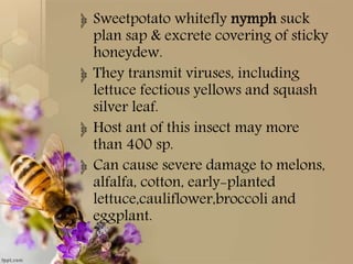 sweet potato white fly | PPTX