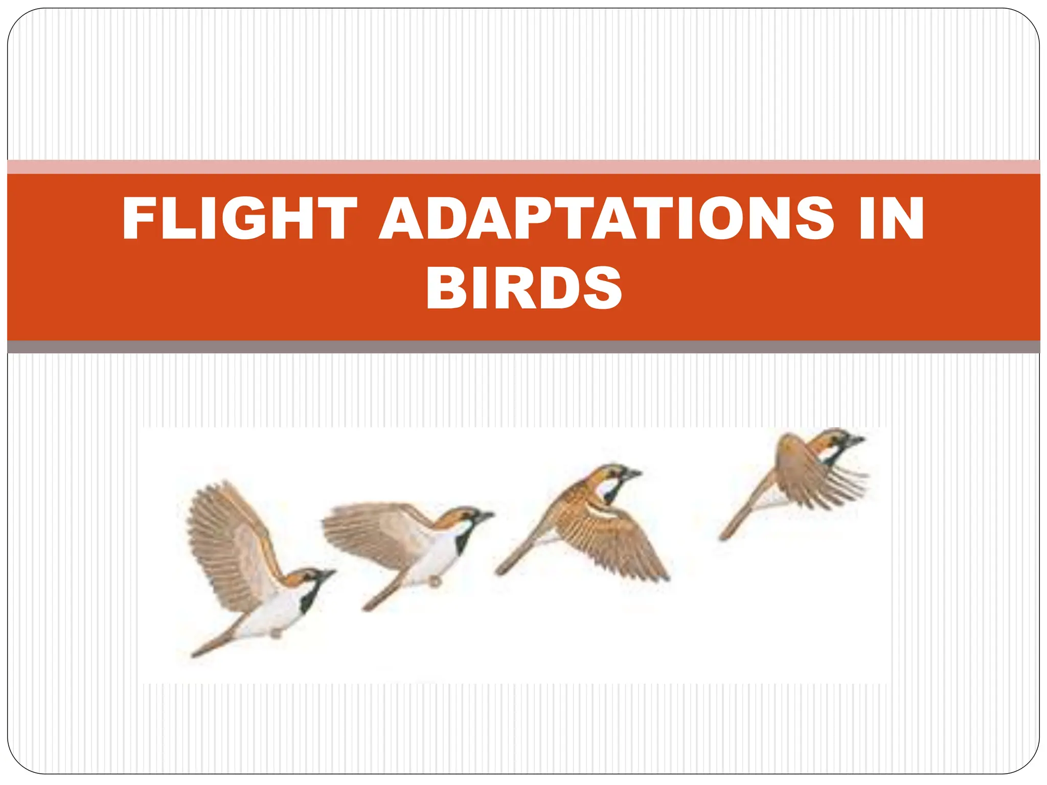 Adaptations-in-Birds with thair nominic lecture .pptx