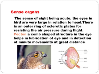 Adaptations-in-Birds with thair nominic lecture .pptx