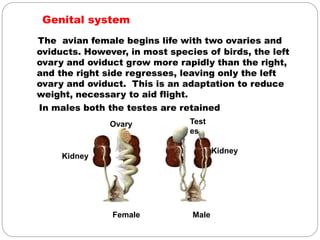 Adaptations-in-Birds with thair nominic lecture .pptx