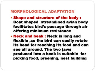 Adaptations-in-Birds with thair nominic lecture .pptx | Birdwatching ...