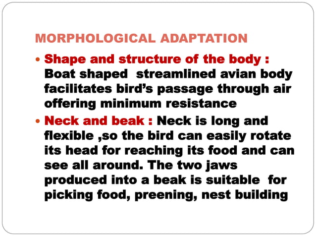 Adaptations-in-Birds with thair nominic lecture .pptx | Birdwatching ...