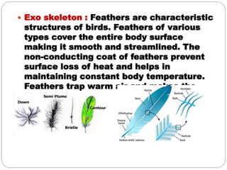 Adaptations-in-Birds with thair nominic lecture .pptx