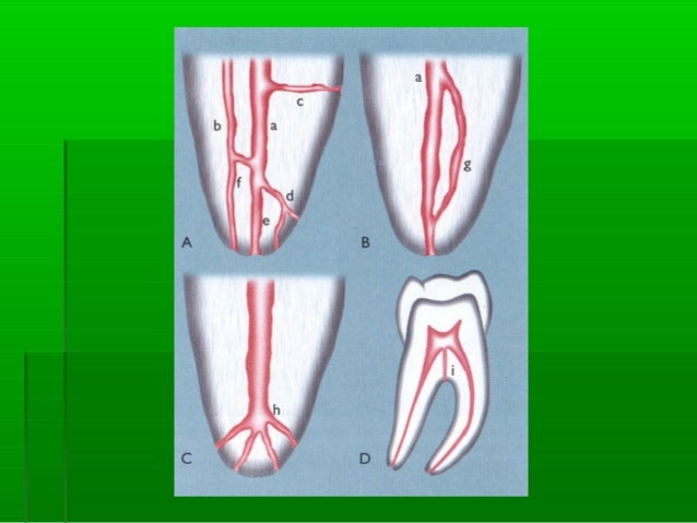 28475157 1-anatomia-interna-del-organo-dentario