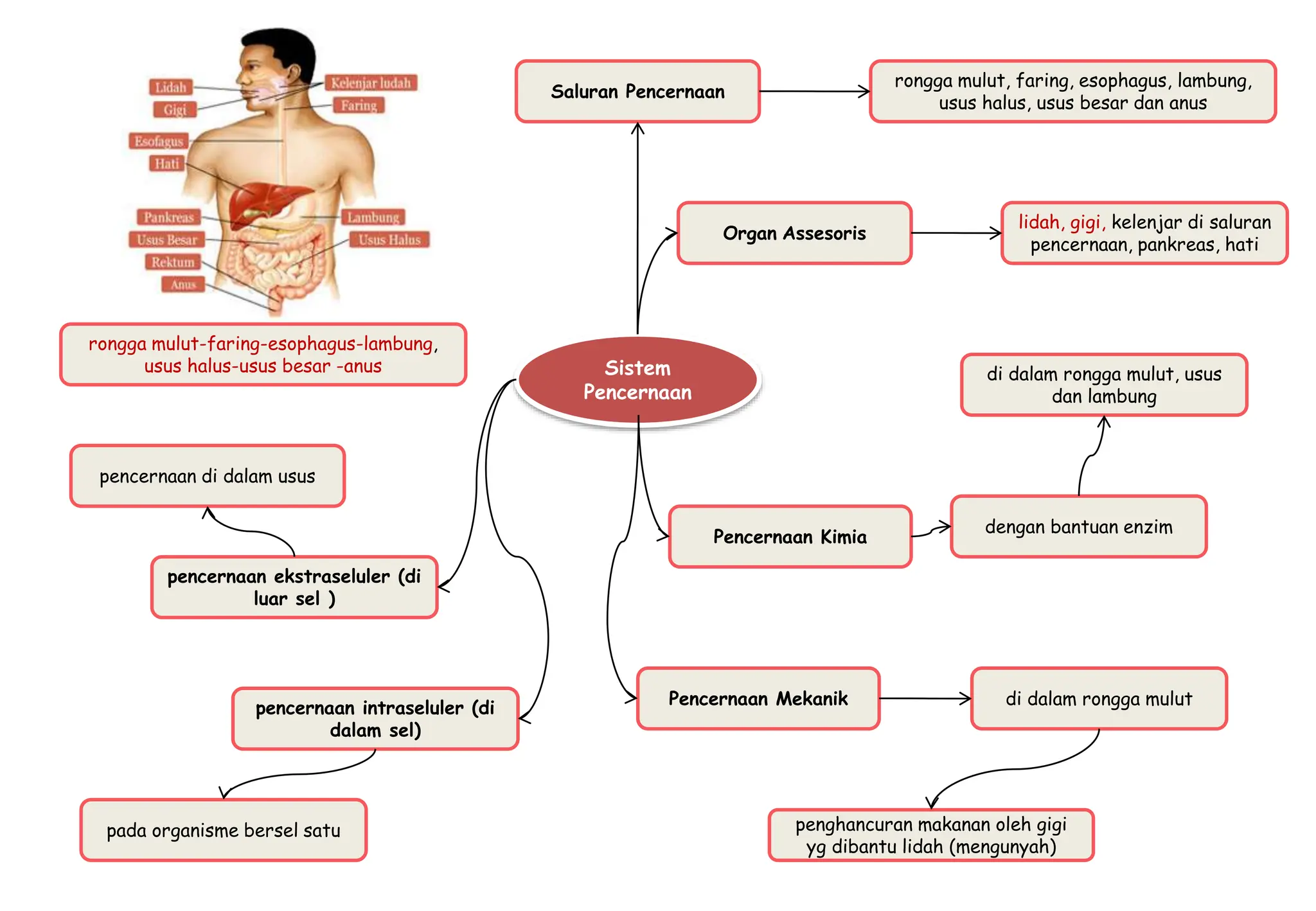 285443489-mind-map-sistem-pencernaan-makanan.pptx