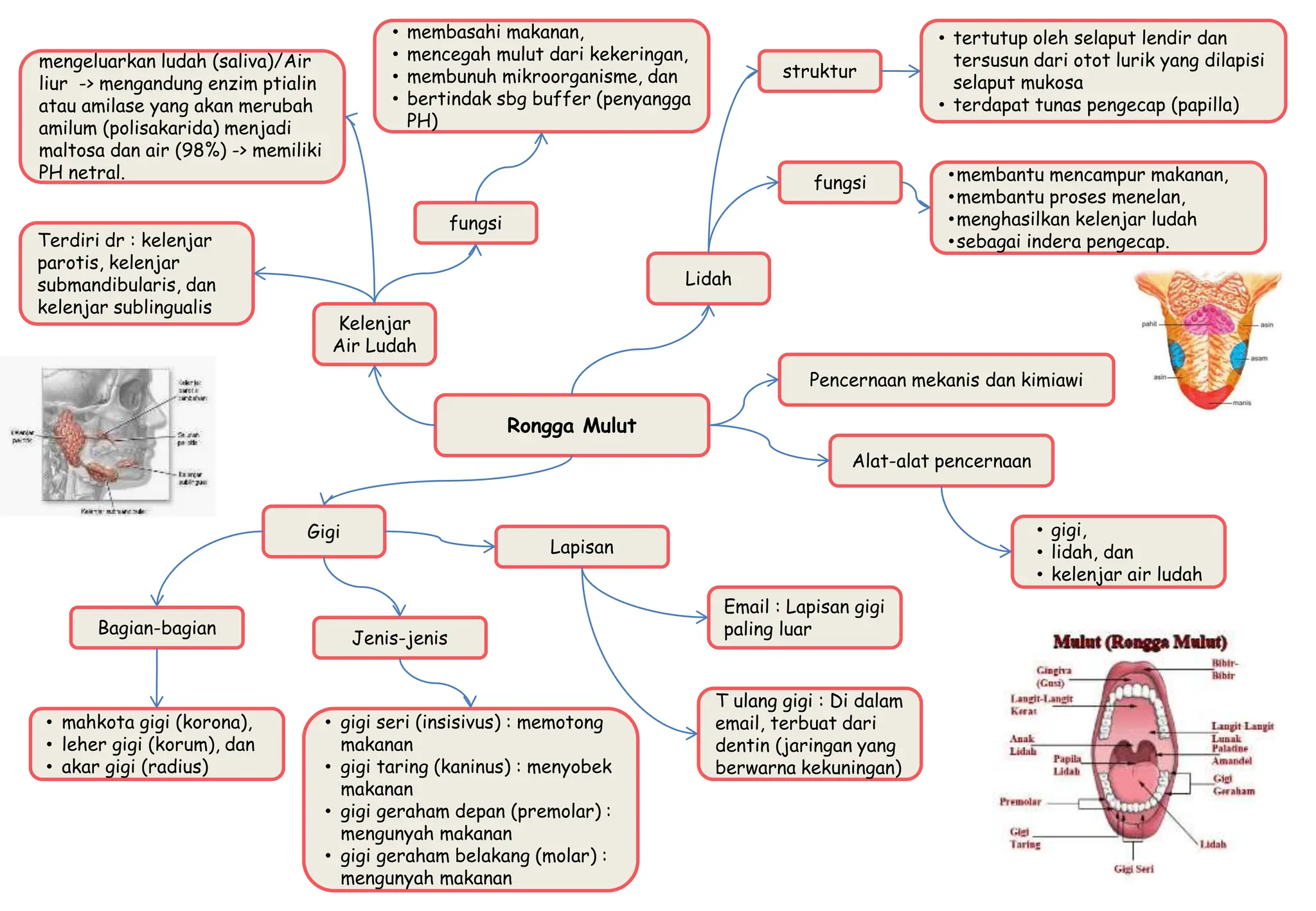 285443489-mind-map-sistem-pencernaan-makanan.pptx