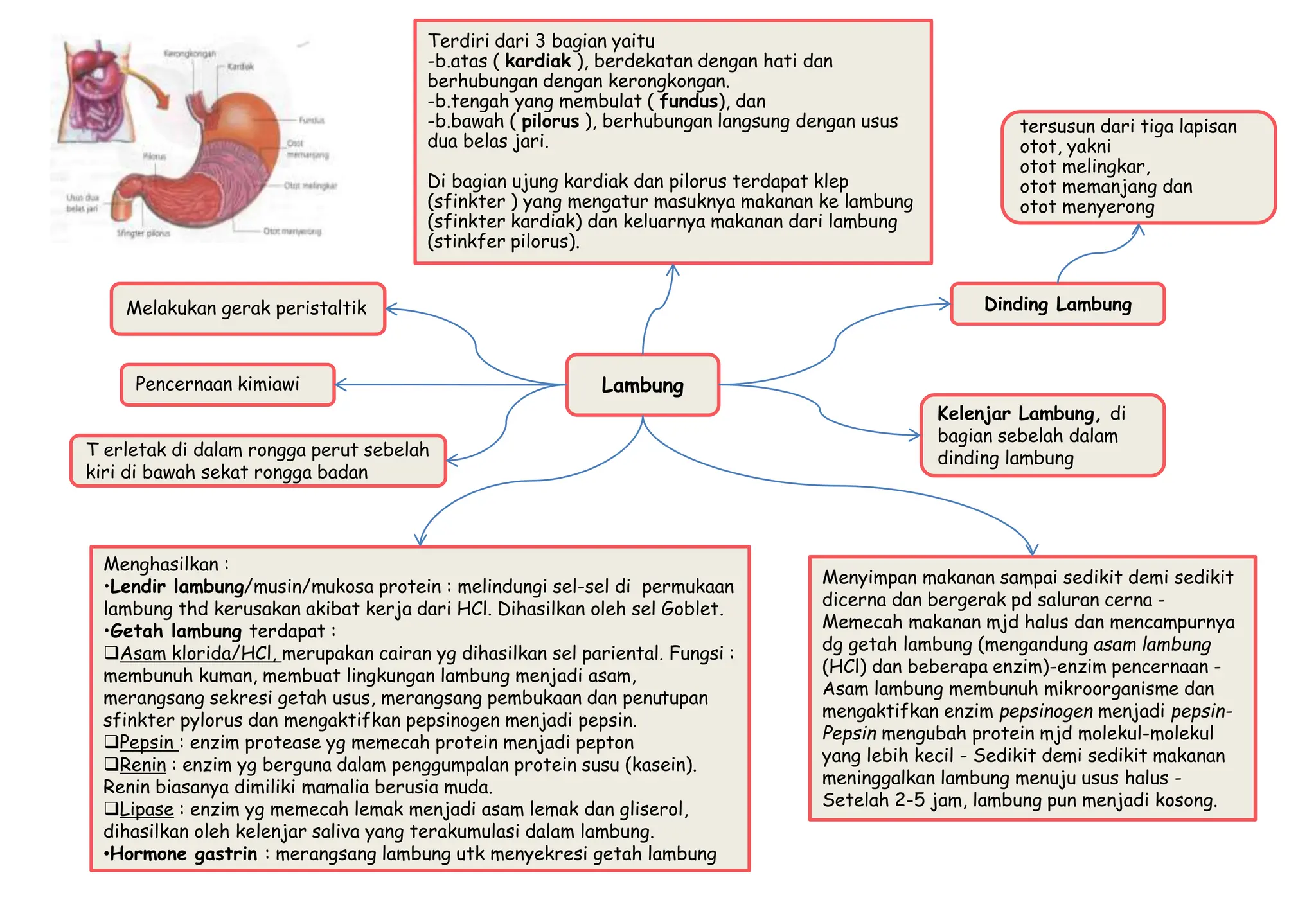 285443489-mind-map-sistem-pencernaan-makanan.pptx