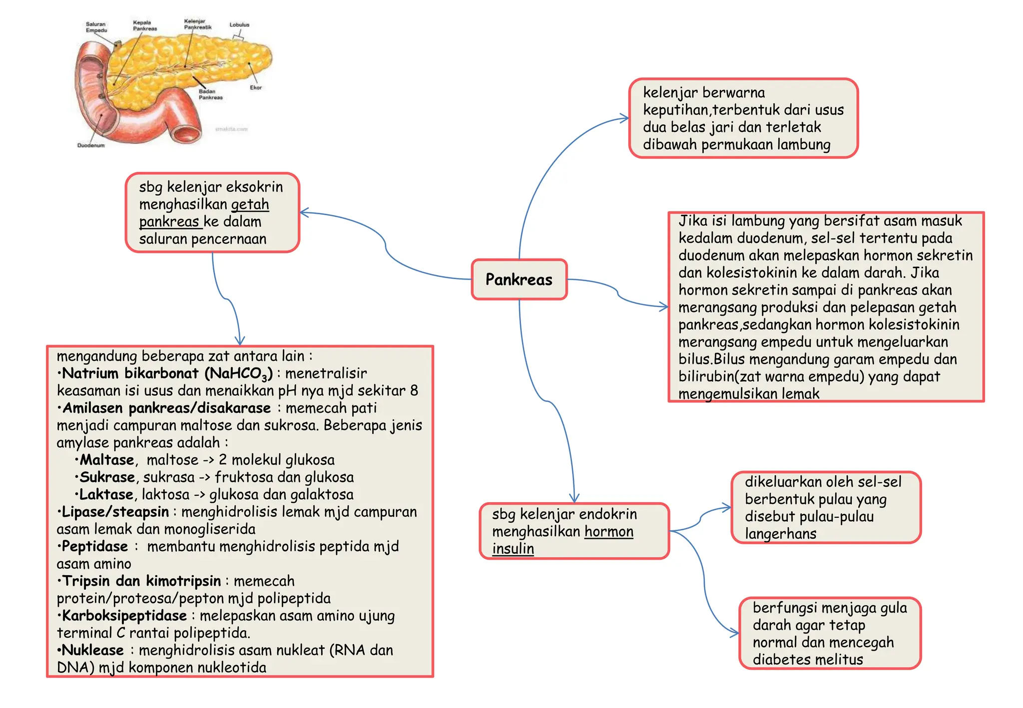 285443489-mind-map-sistem-pencernaan-makanan.pptx