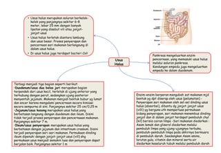 285443489-mind-map-sistem-pencernaan-makanan.pptx