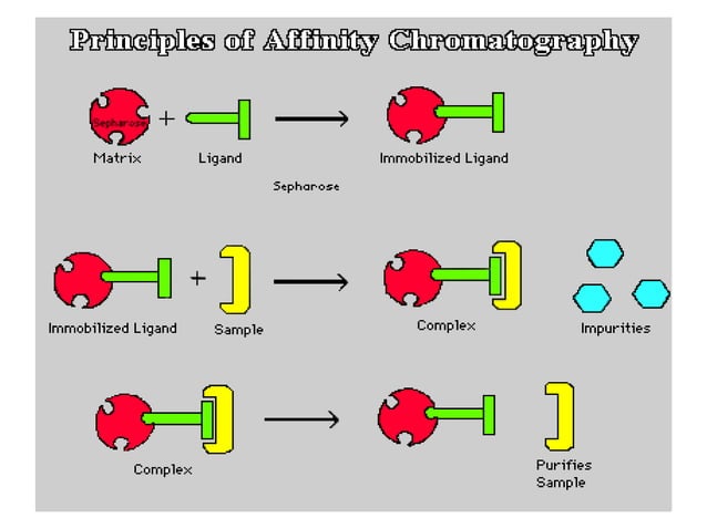 286676242 Affinity Chromatography Ppt Pdf