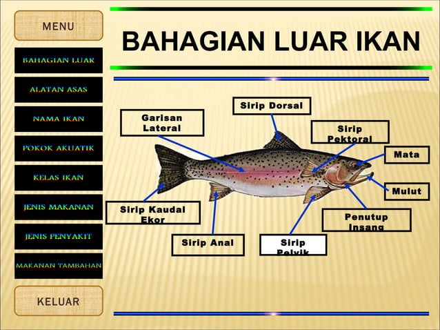 Ikan hiasan power point | PPT | Zoos & Aquariums | Attractions