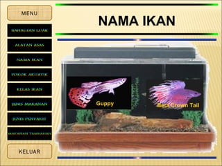 Ikan hiasan power point | PPT