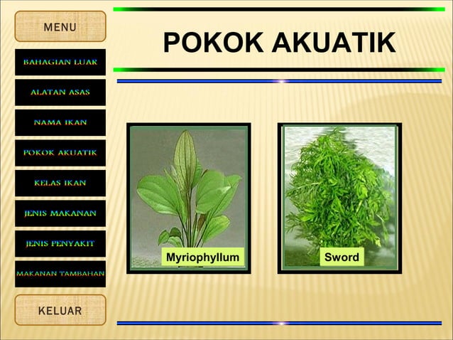 Ikan hiasan power point | PPT | Zoos & Aquariums | Attractions