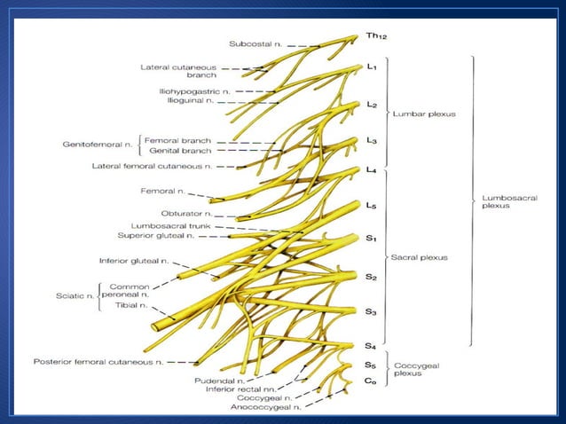 288488574-Lumbosacral-Plexus-Injury.pptx