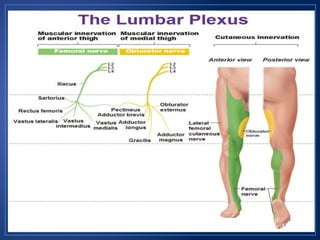 288488574-Lumbosacral-Plexus-Injury.pptx