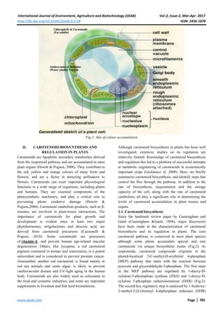 Biosynthesis and Degradation of Carotenoids in Ornamental Crops with specific reference to ...