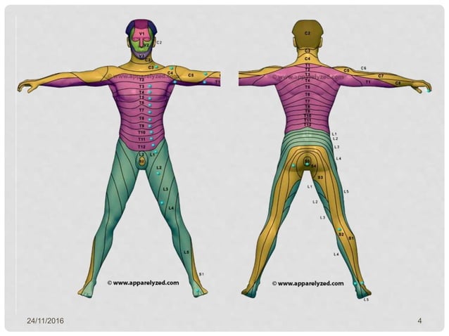 Review Of Conus Medullaris Syndrome Vs Cauda Equina