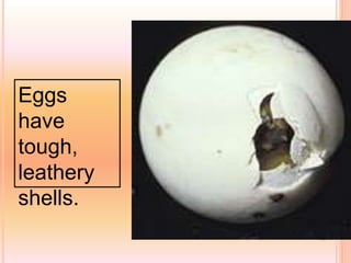 28classification of the animal kingdom | PPTX | Reptiles | Pets