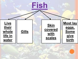 28classification of the animal kingdom | PPTX