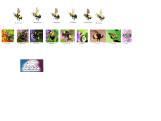 Eastern Poster 2016 | PDF