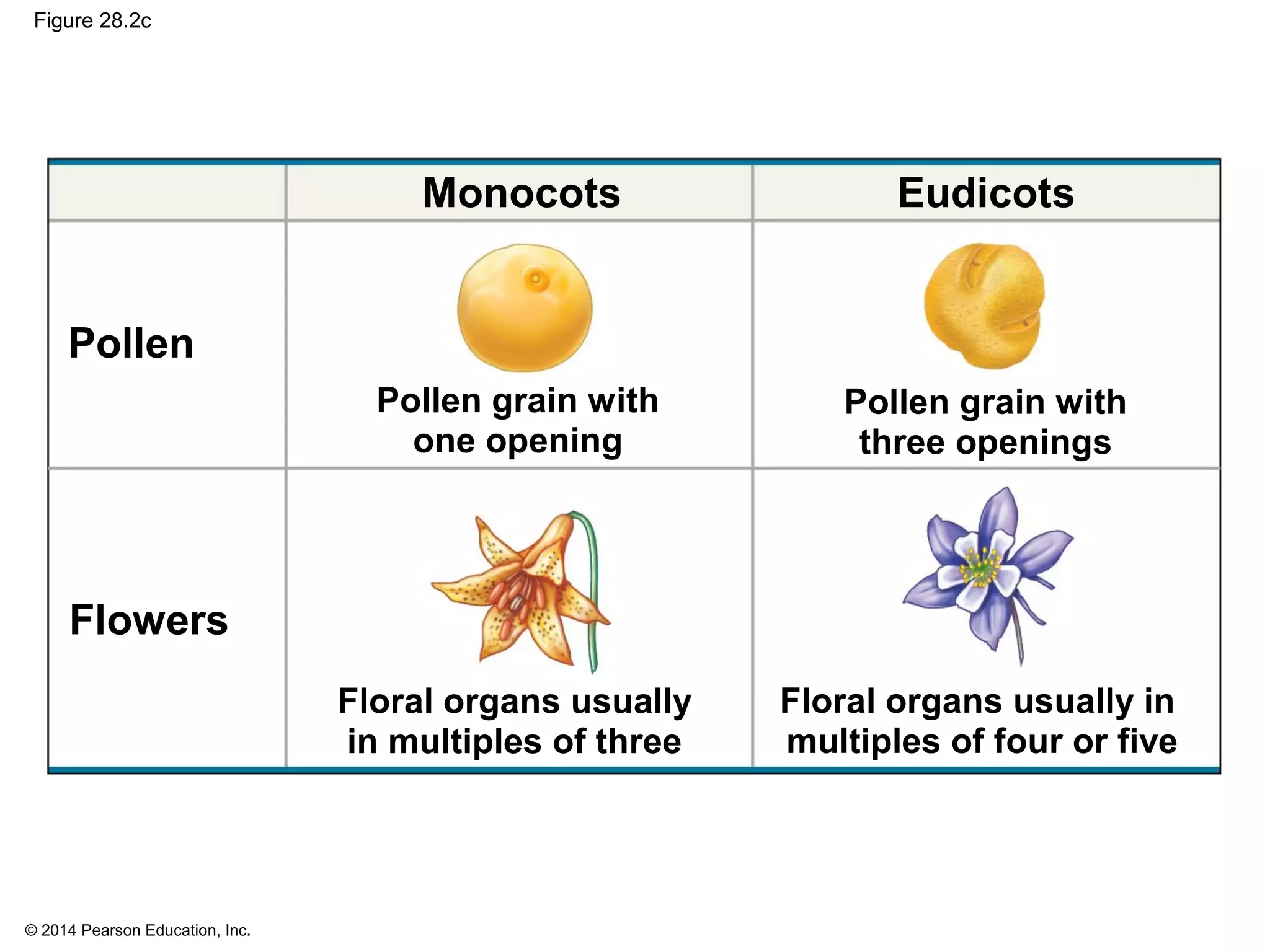 Biology in Focus - Chapter 28 | PPT