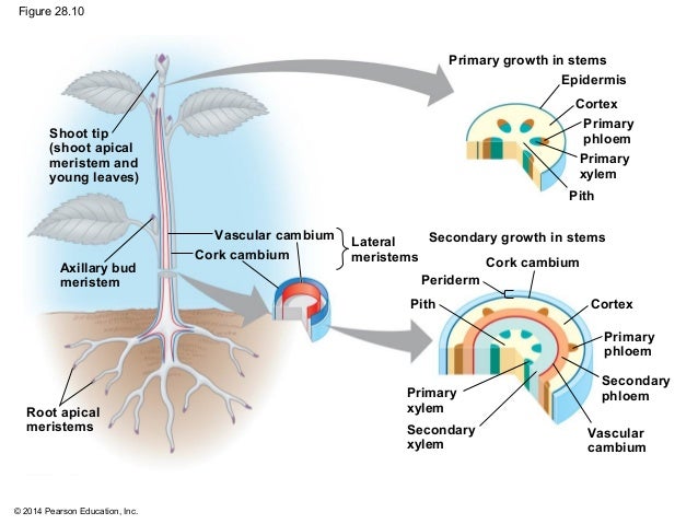 Labeling Primary Growth Structures Masteringbiology