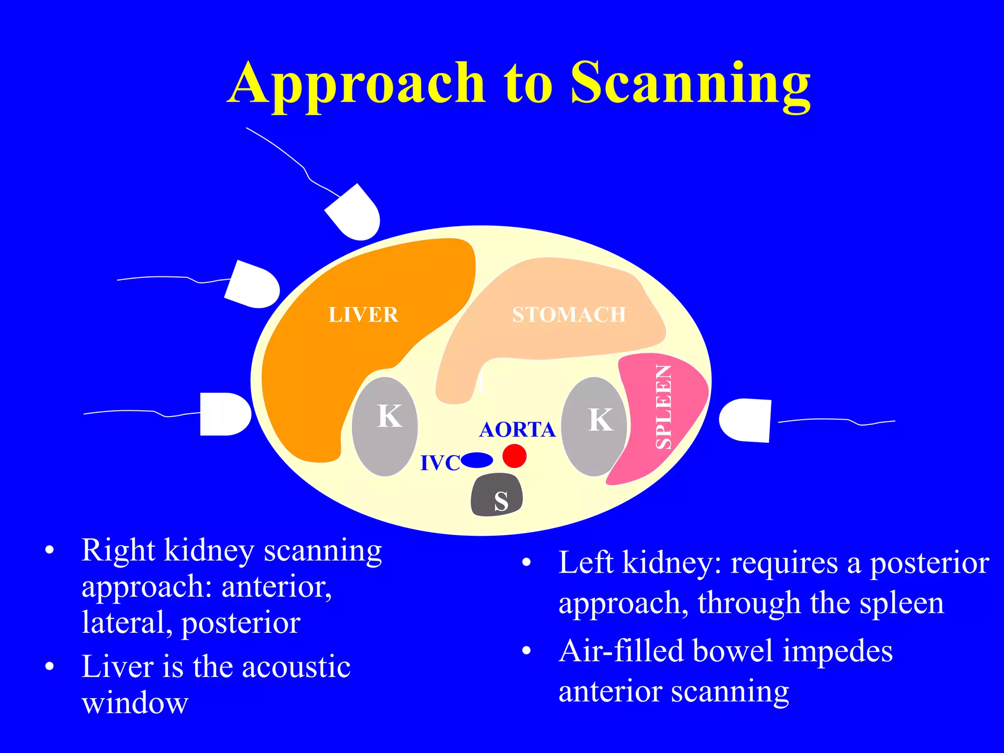 USGRenal.ppt | Free Download