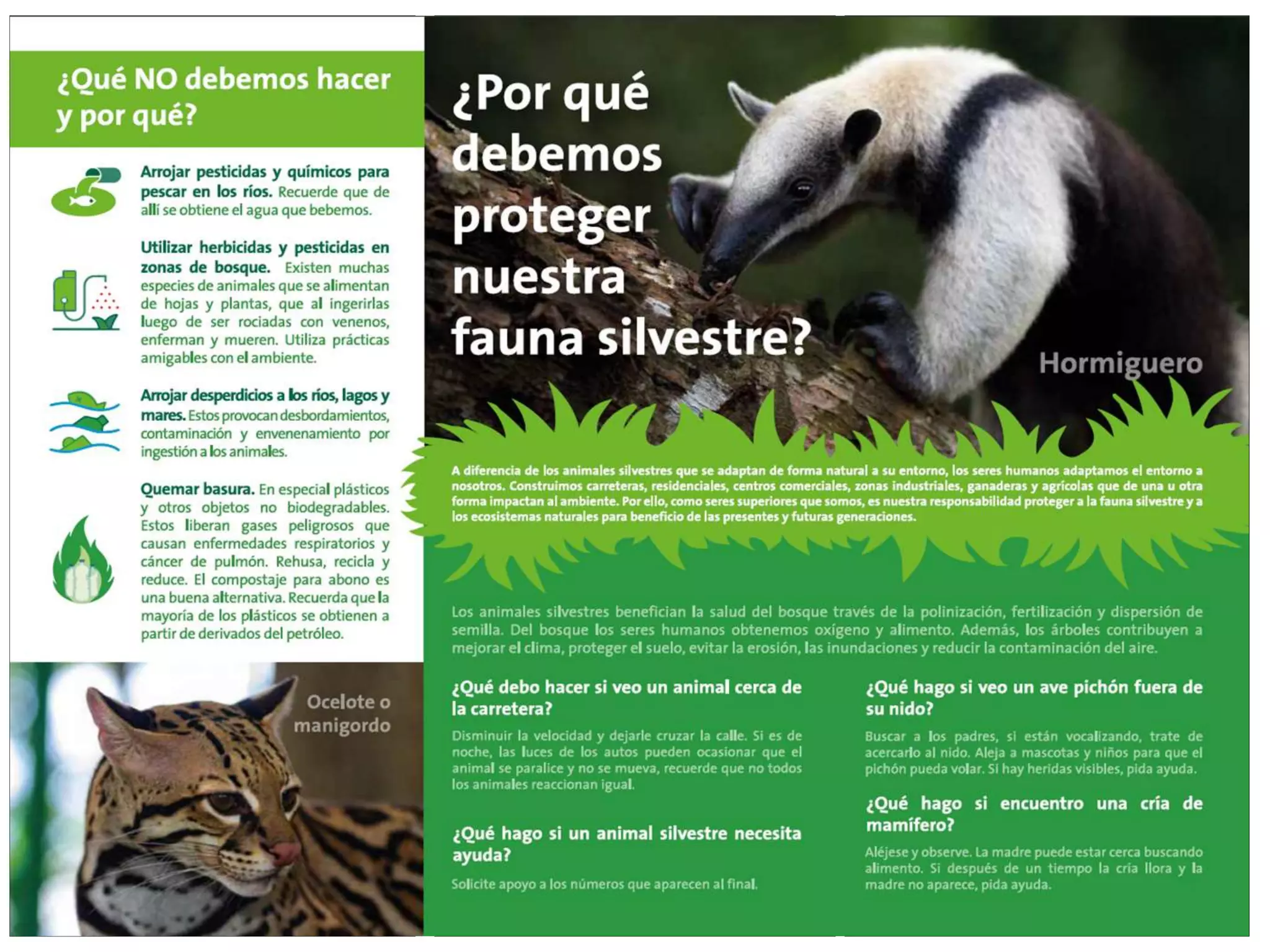 Cuidado y preservacion de la fauna | PPTX