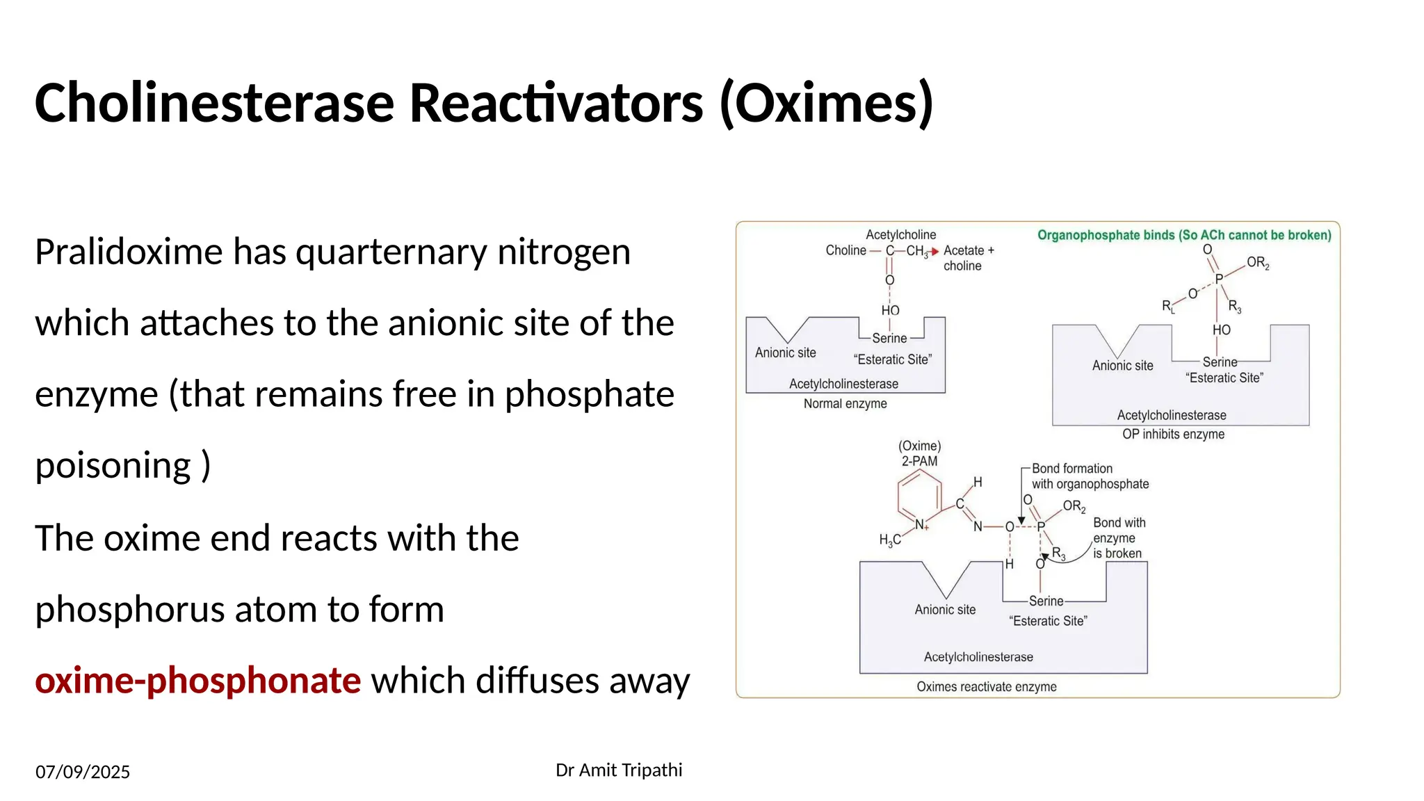 Dr. Amit Tripathi - Anticholinesterases Classification, Mechanism of ...