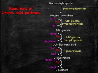 Uronic acid pathway | PPSX
