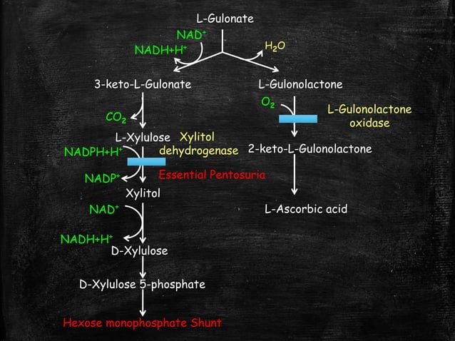 Uronic acid pathway | PPSX | Endocrine and Metabolic Diseases ...