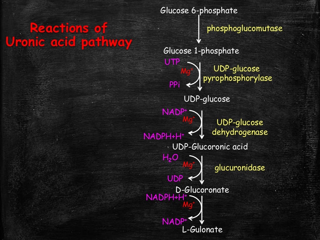 Uronic acid pathway