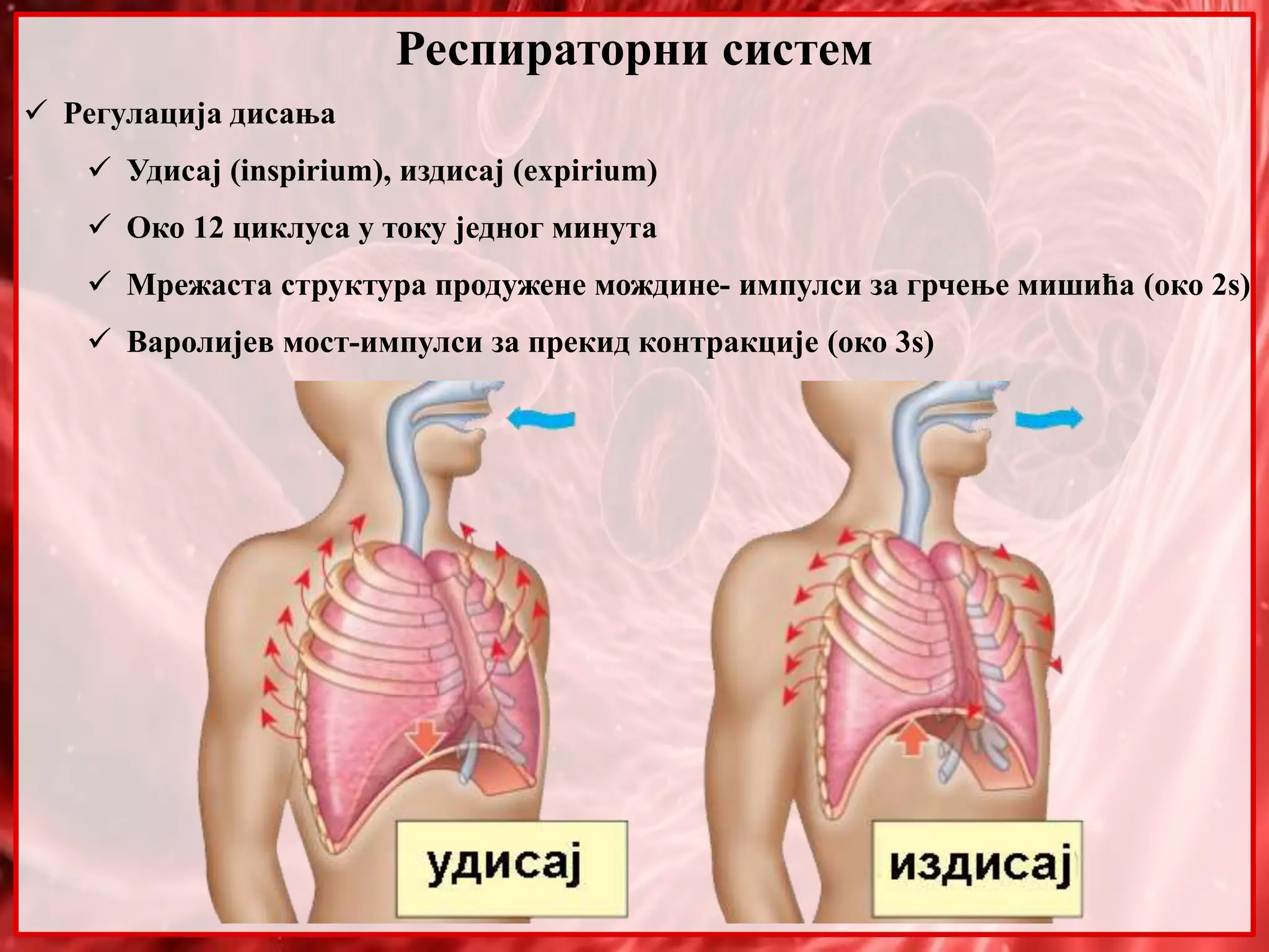 29. Respiratorni sistem. Plucni volumen | PPTX