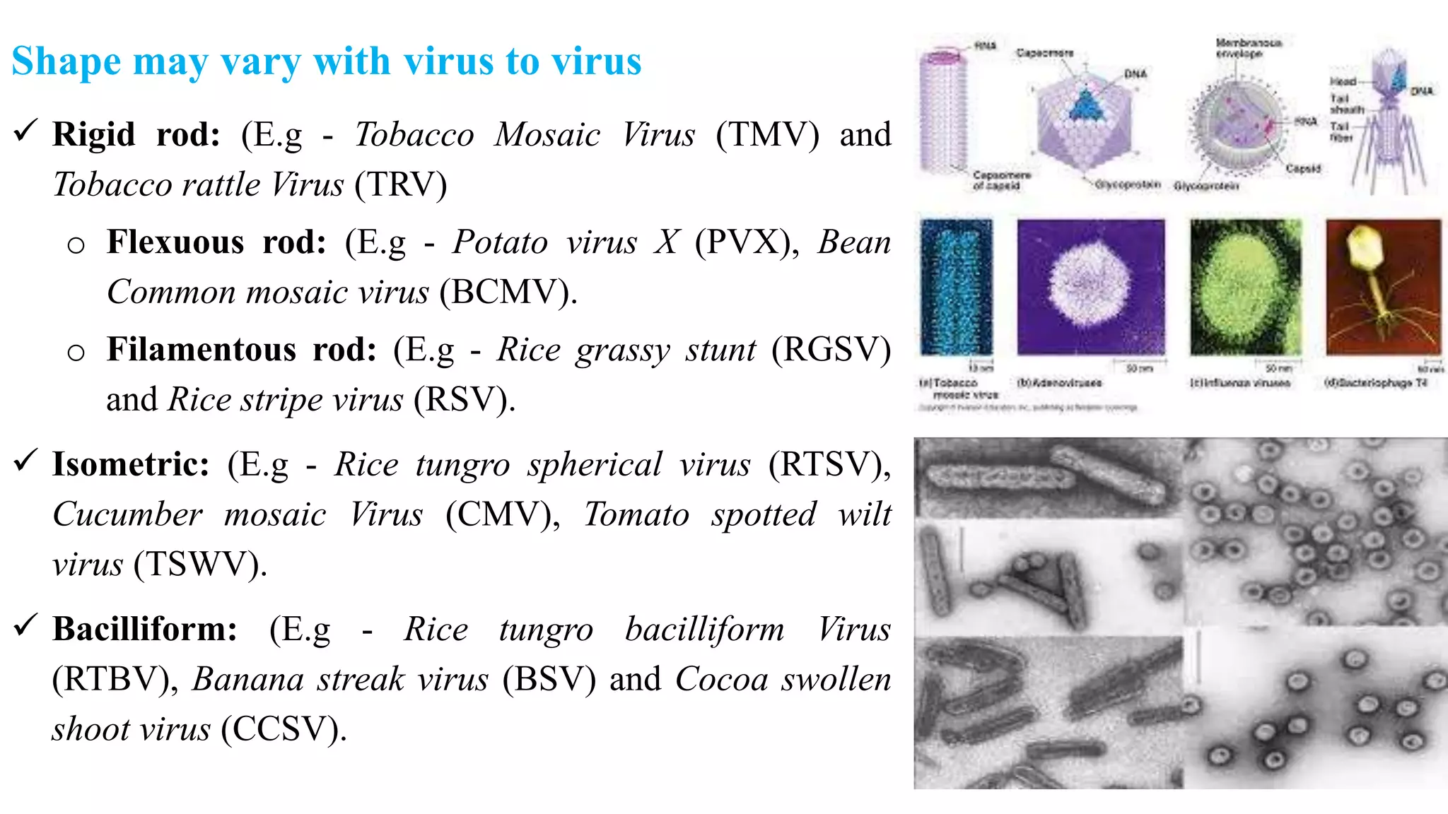 Plant viruses | PPTX
