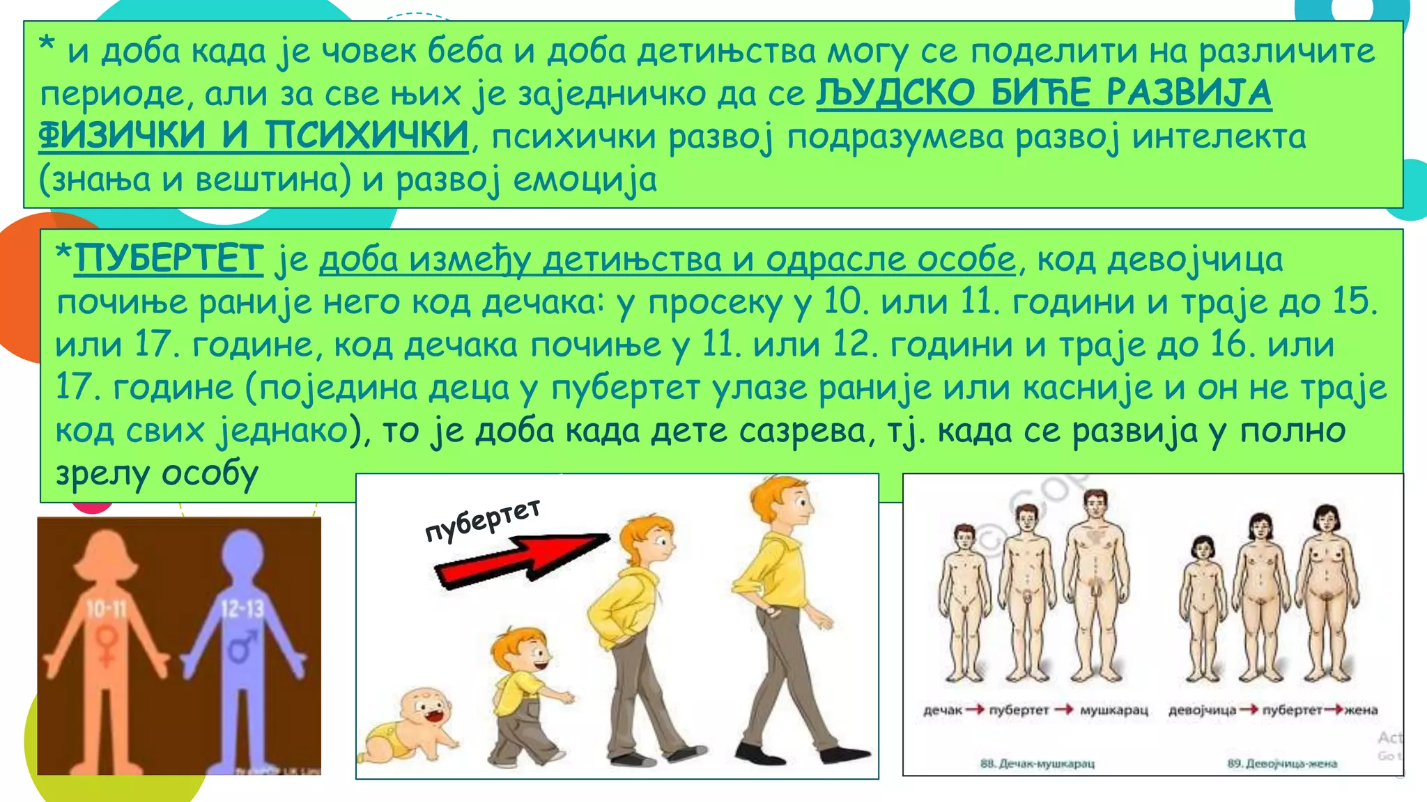 29. razvice, pubertet kod čoveka | PPTX