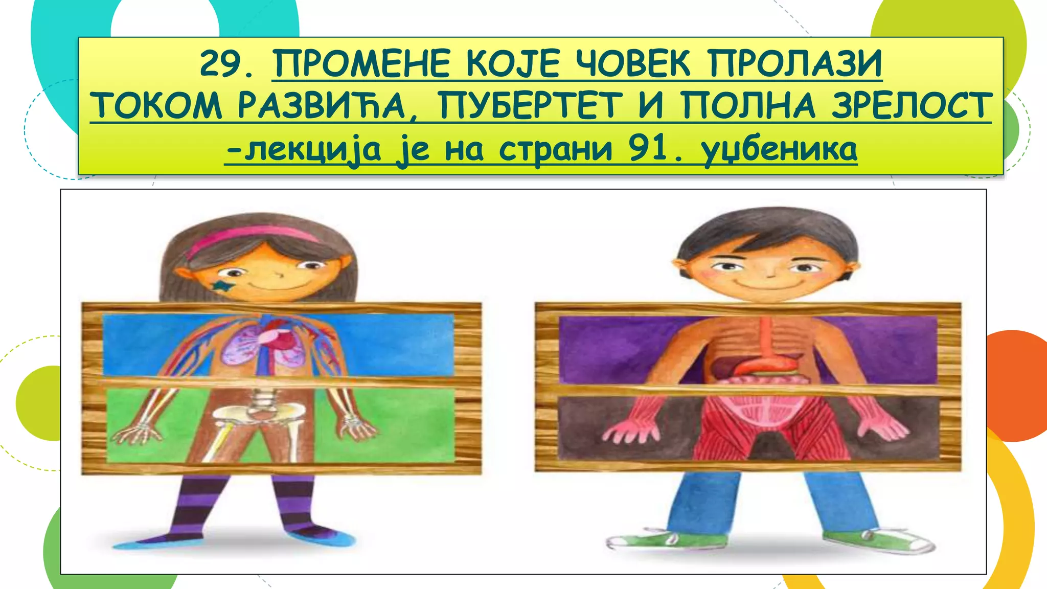 29. razvice, pubertet kod čoveka | PPT