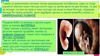 29. razvice, pubertet kod čoveka | PPTX