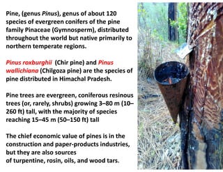 29. Pine timber.pdf