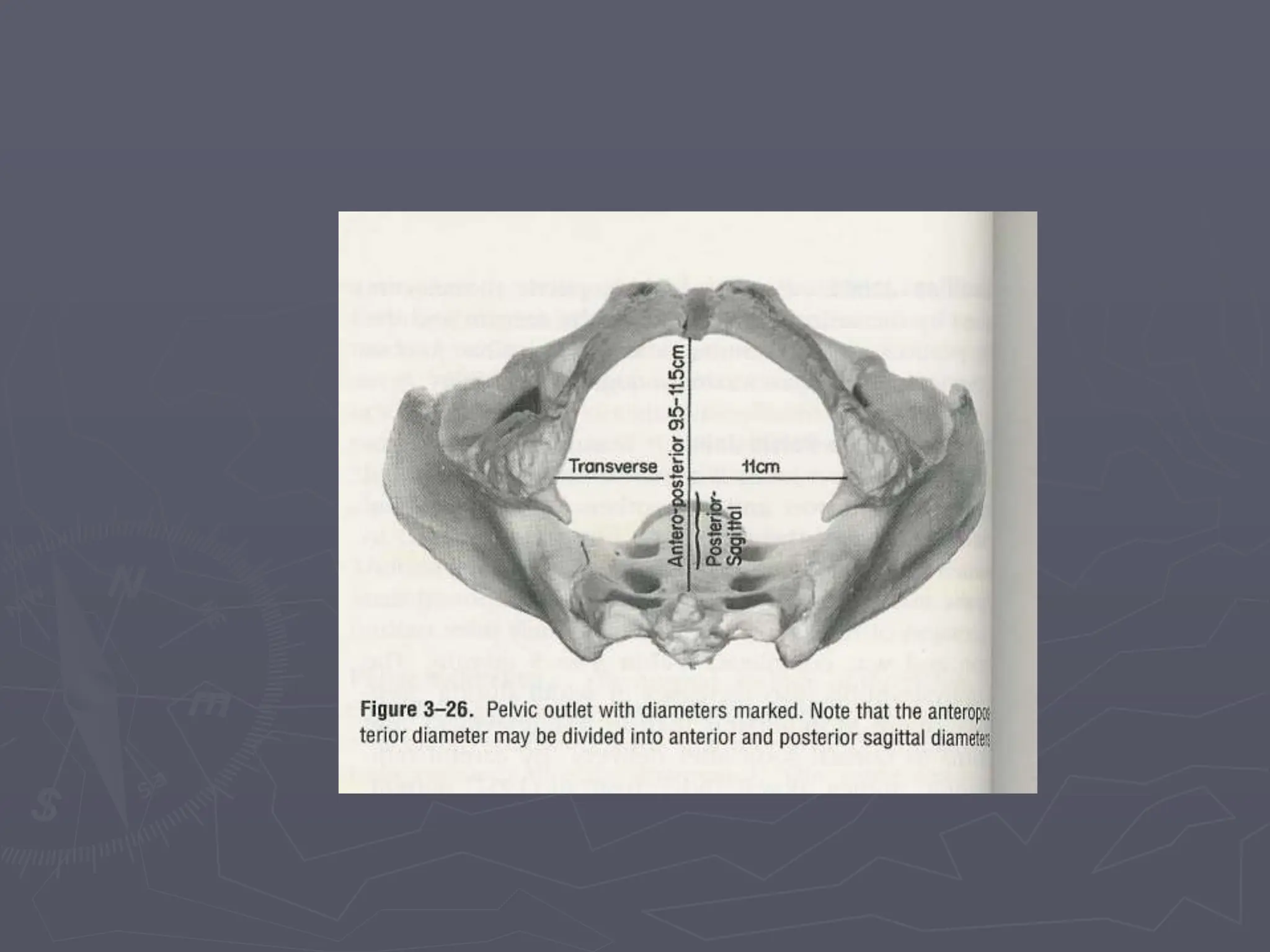 Anatomy of the bony pelvis With all types | PPT