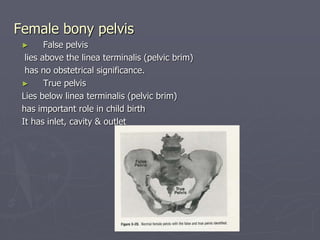 Anatomy of the bony pelvis With all types | PPT