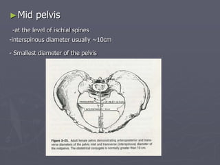 Anatomy of the bony pelvis With all types | PPT