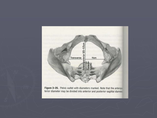 Anatomy of the bony pelvis With all types | PPT