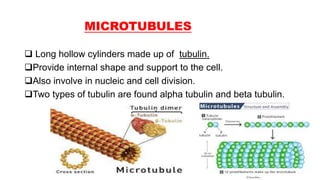 CYTOSKELETON Rohit kumar Hnb Garhwal university | PPTX