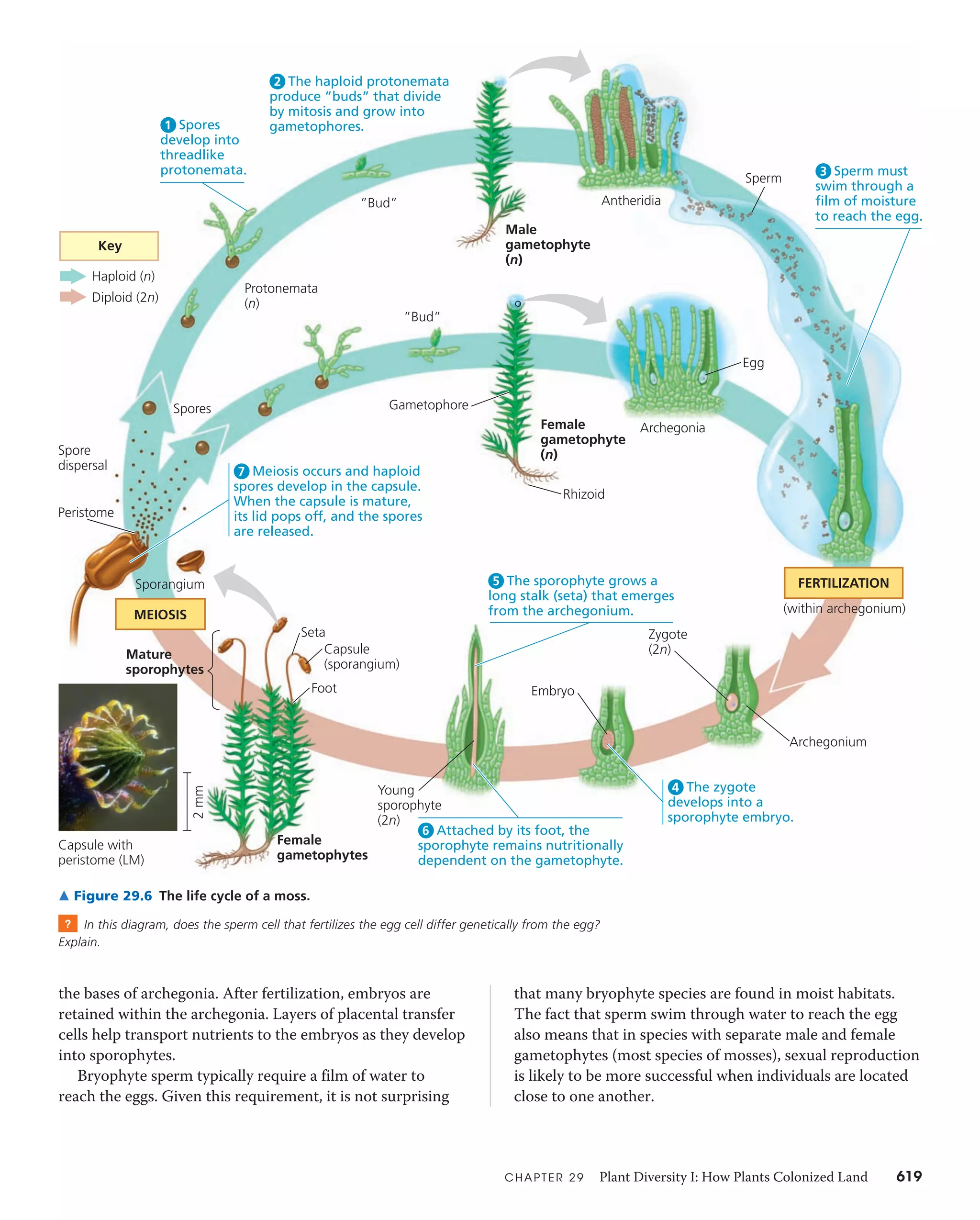 29 plant diversity I, how plants colonized land | PDF