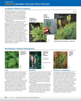 29 plant diversity I, how plants colonized land | PDF