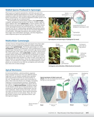 29 plant diversity I, how plants colonized land | PDF