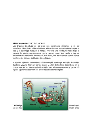 sistema digestivo del cuy | PDF