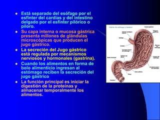 DIGESTION Y SISTEMA DIGESTIVO............ | PPT